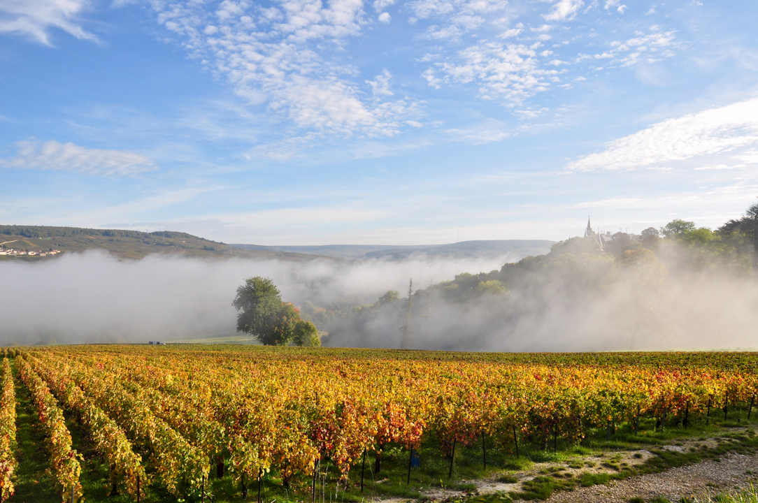 The Ultimate Guide to Champagne – discover.wineaccess.com